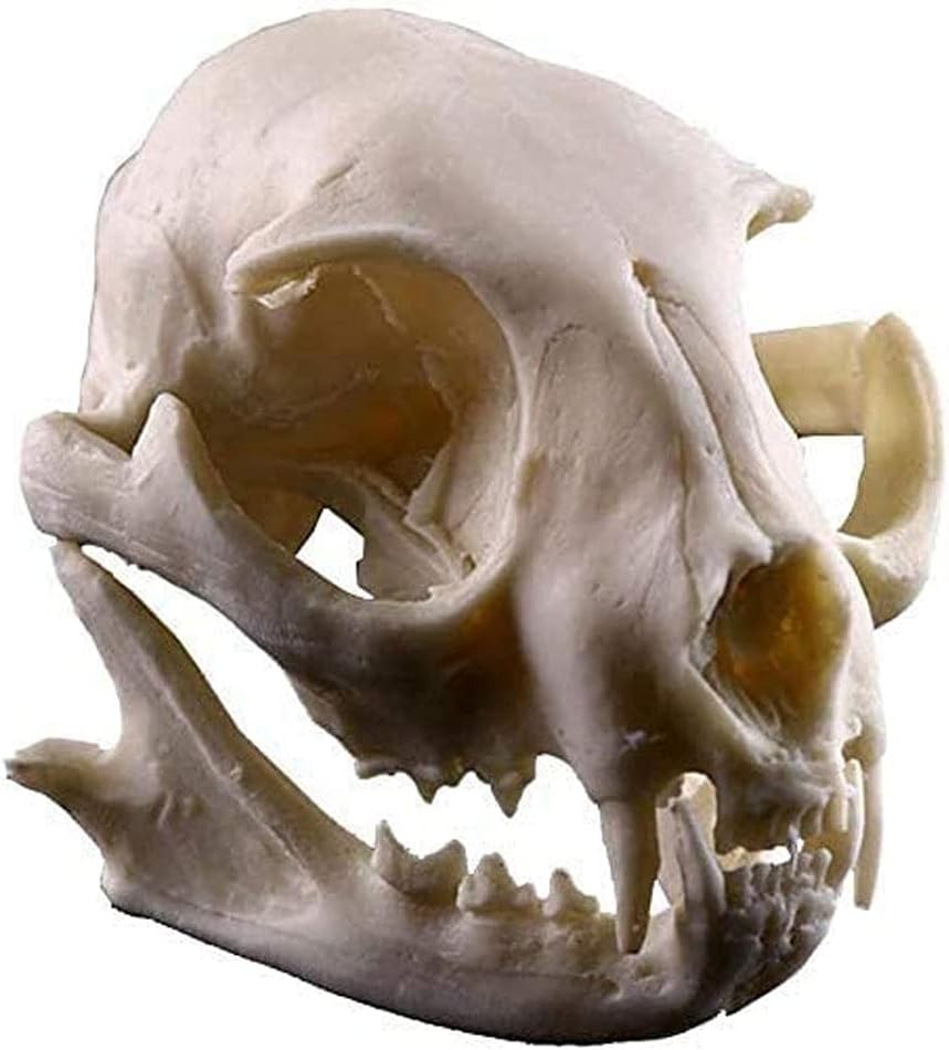 Feline (Cat) Skull Model, Life Size