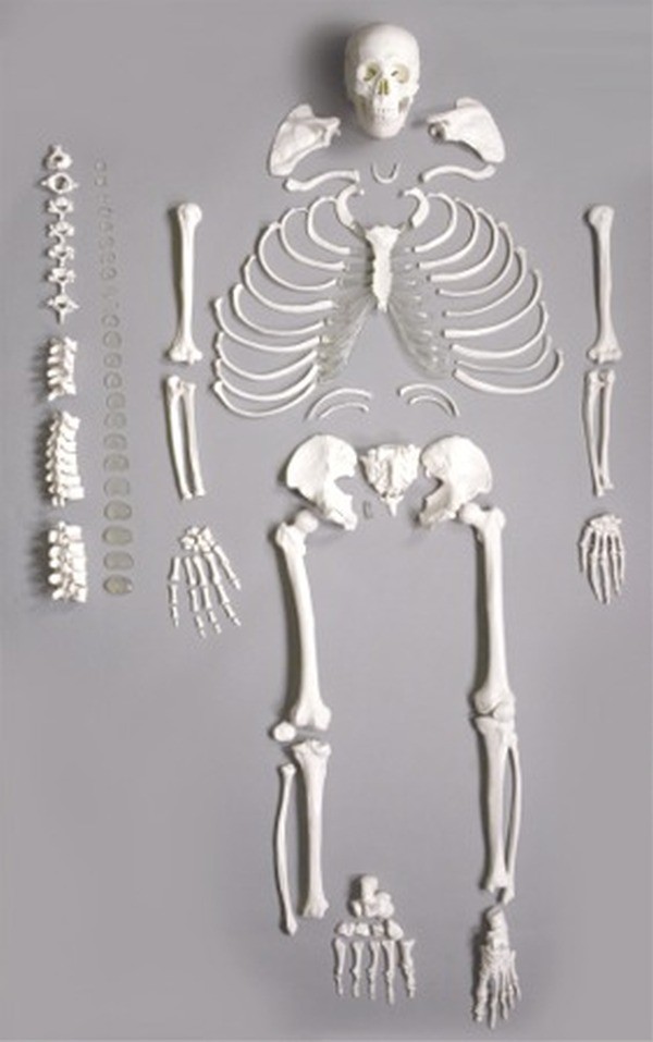 Skeleton, Disarticulate, Life-size, 170cm - Skeletons