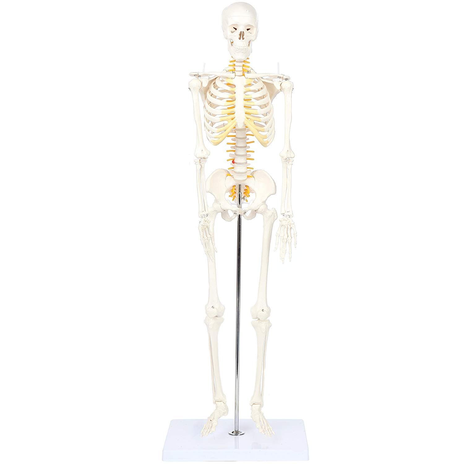 Skeleton, Mini, 85cm, Flexible